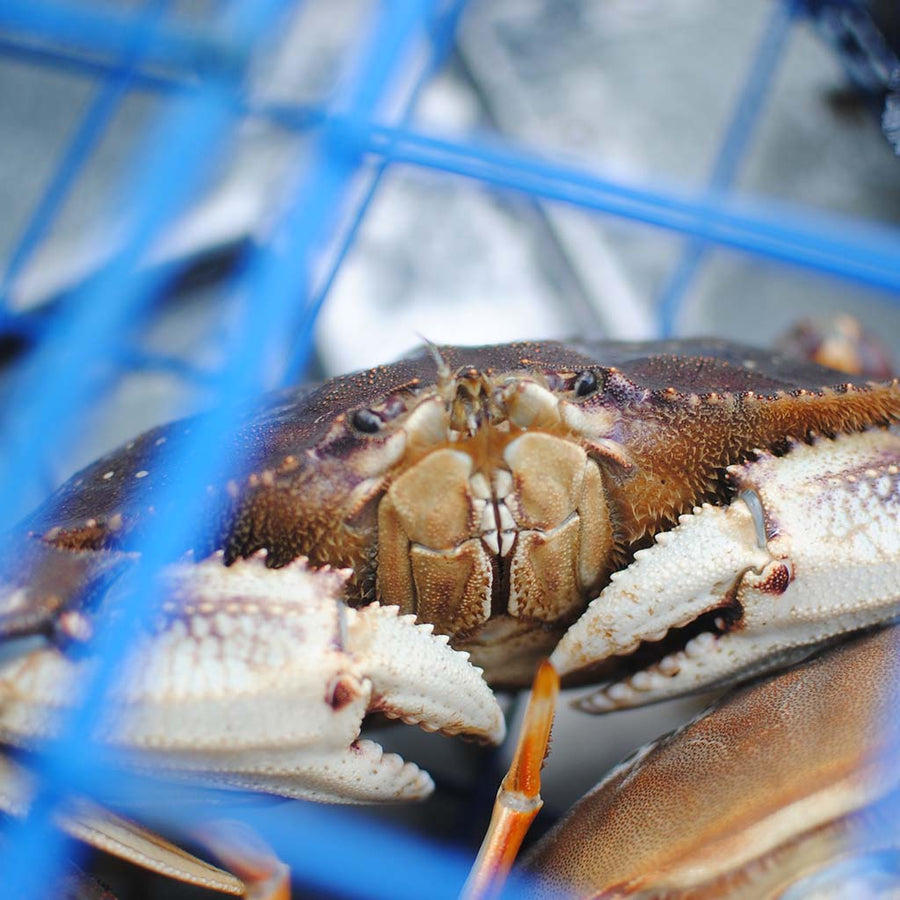 PROMAR CRABBING – Promar & Ahi USA