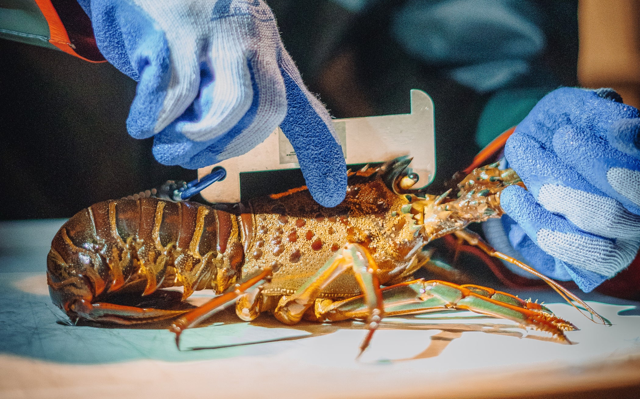 PROMAR REPLACEMENT NETS – Promar & Ahi USA