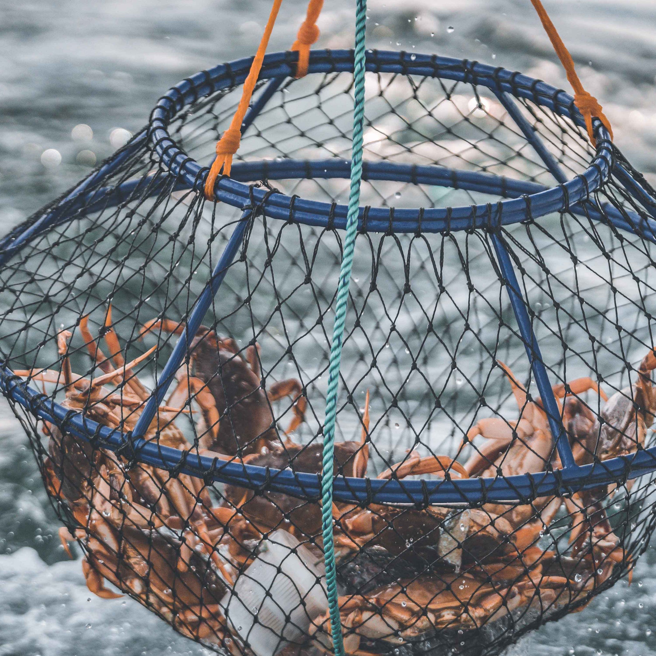 PROMAR REPLACEMENT NETS – Promar & Ahi USA